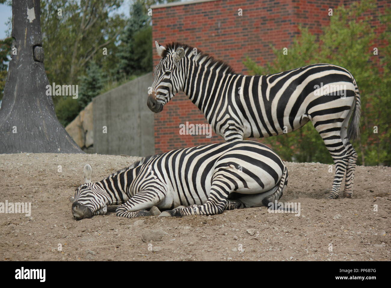 Kicking zebra hi-res stock photography and images - Alamy