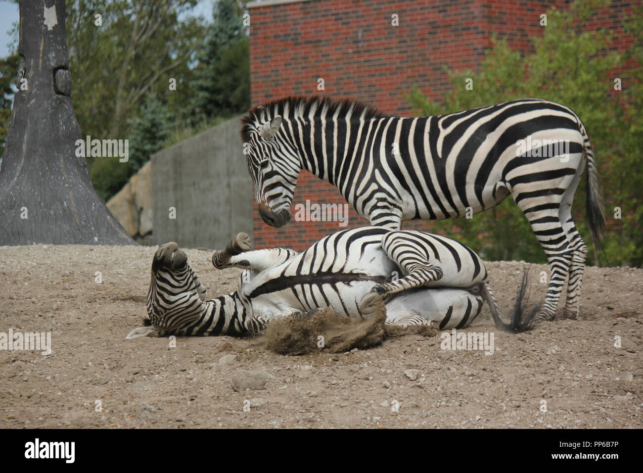 Adult Zebra Pair High Resolution Stock Photography and Images - Alamy