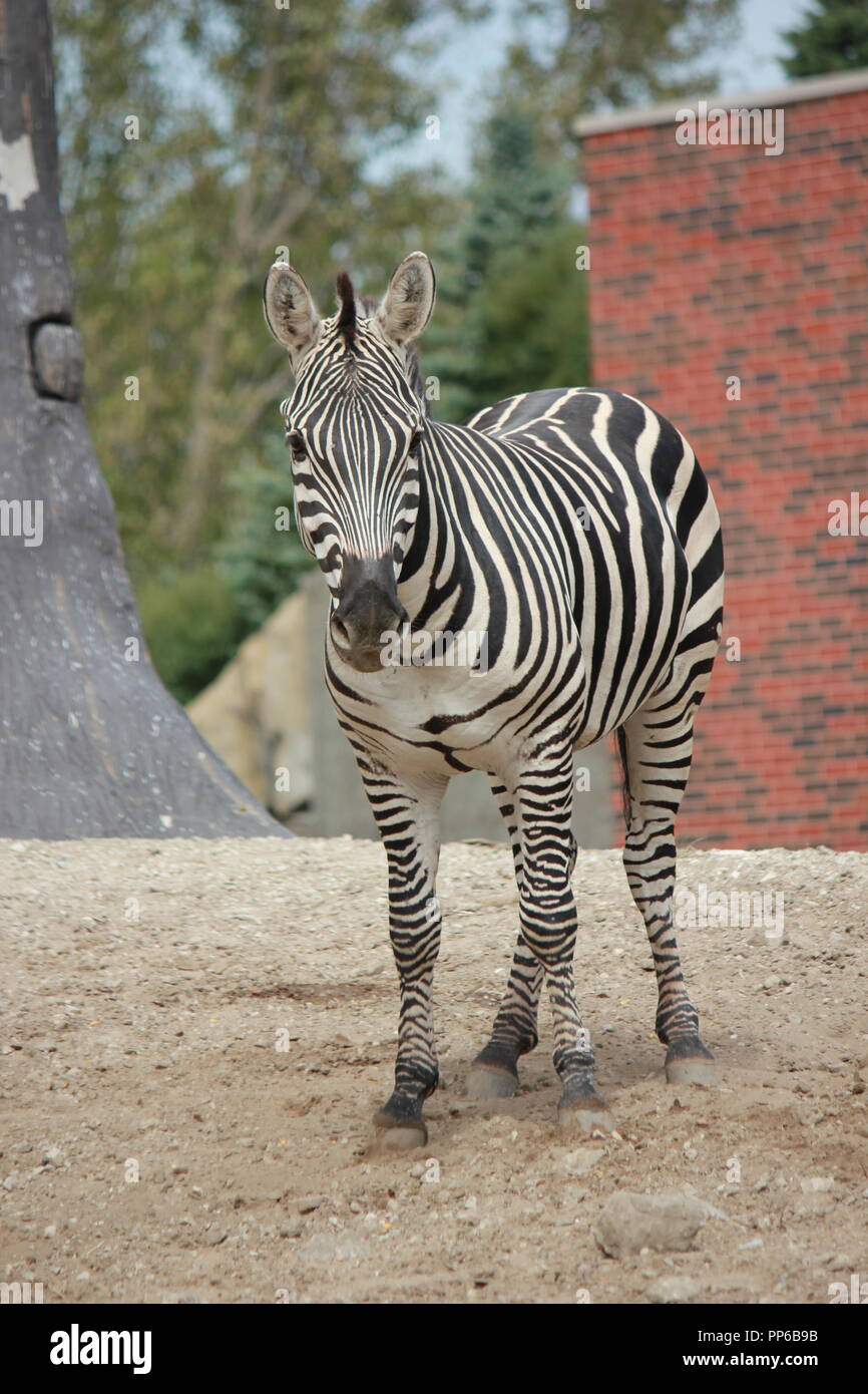 Common zebra looking straight at the camera in its natural area Stock ...