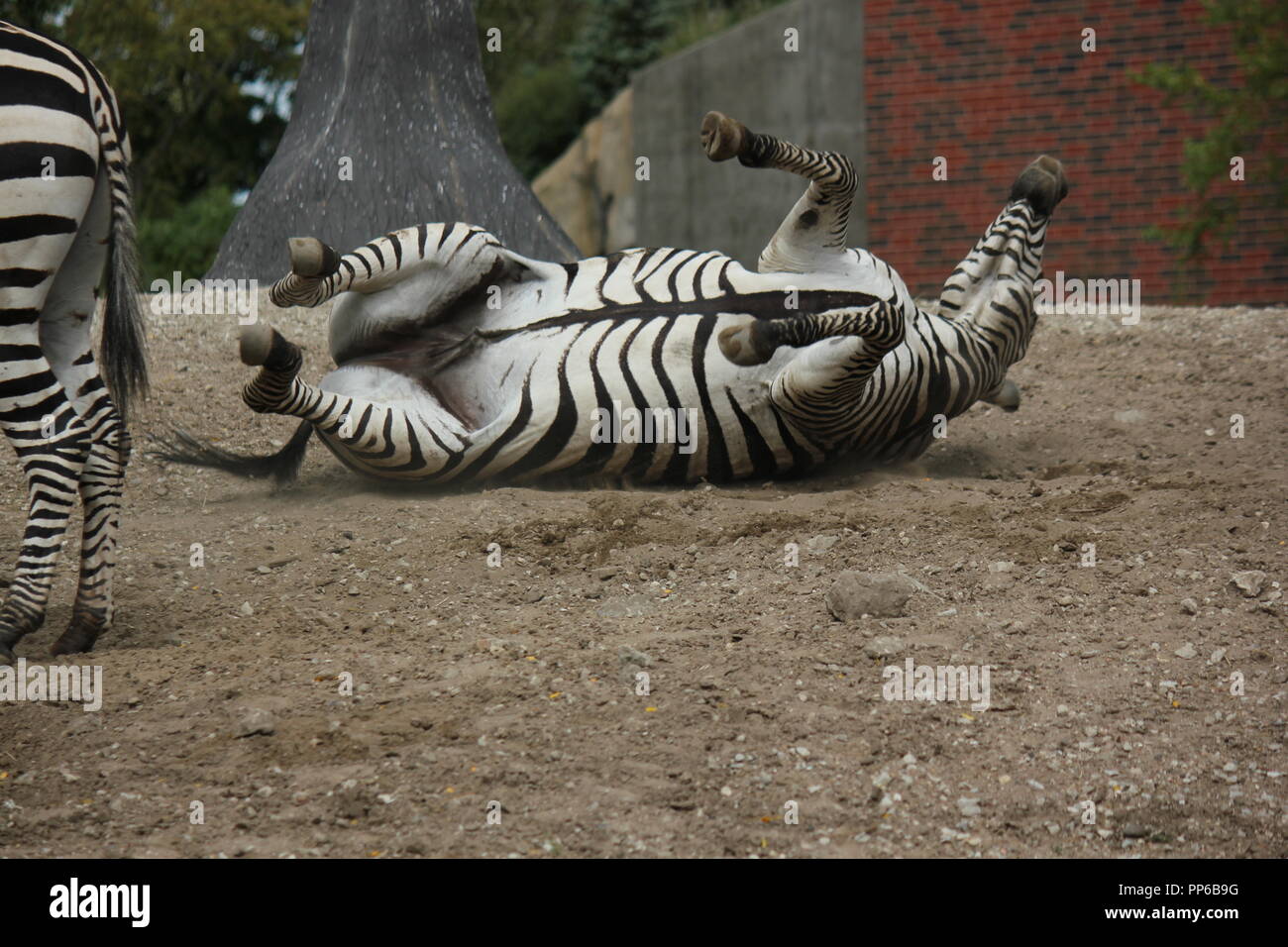 Zebras having fun hi-res stock photography and images - Alamy
