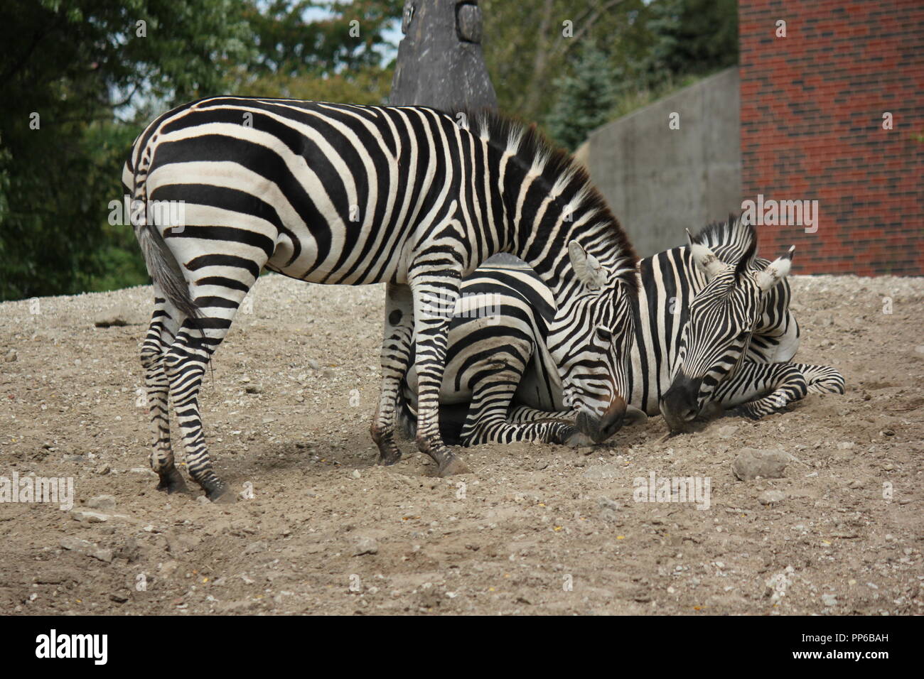Mature adult zebras hi-res stock photography and images - Alamy