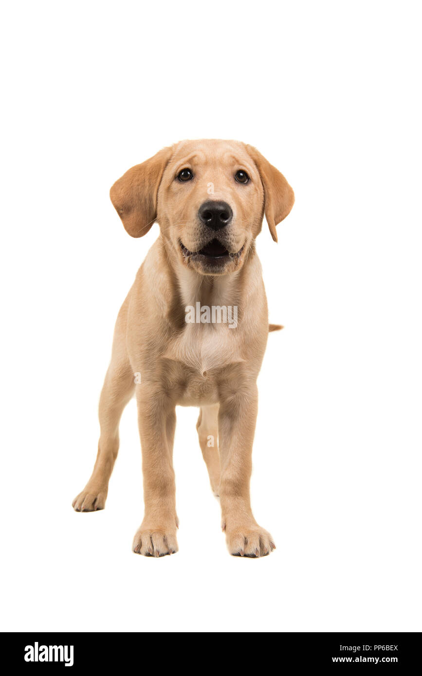 Standing blond labrador retriever puppy looking at the camera with open ...