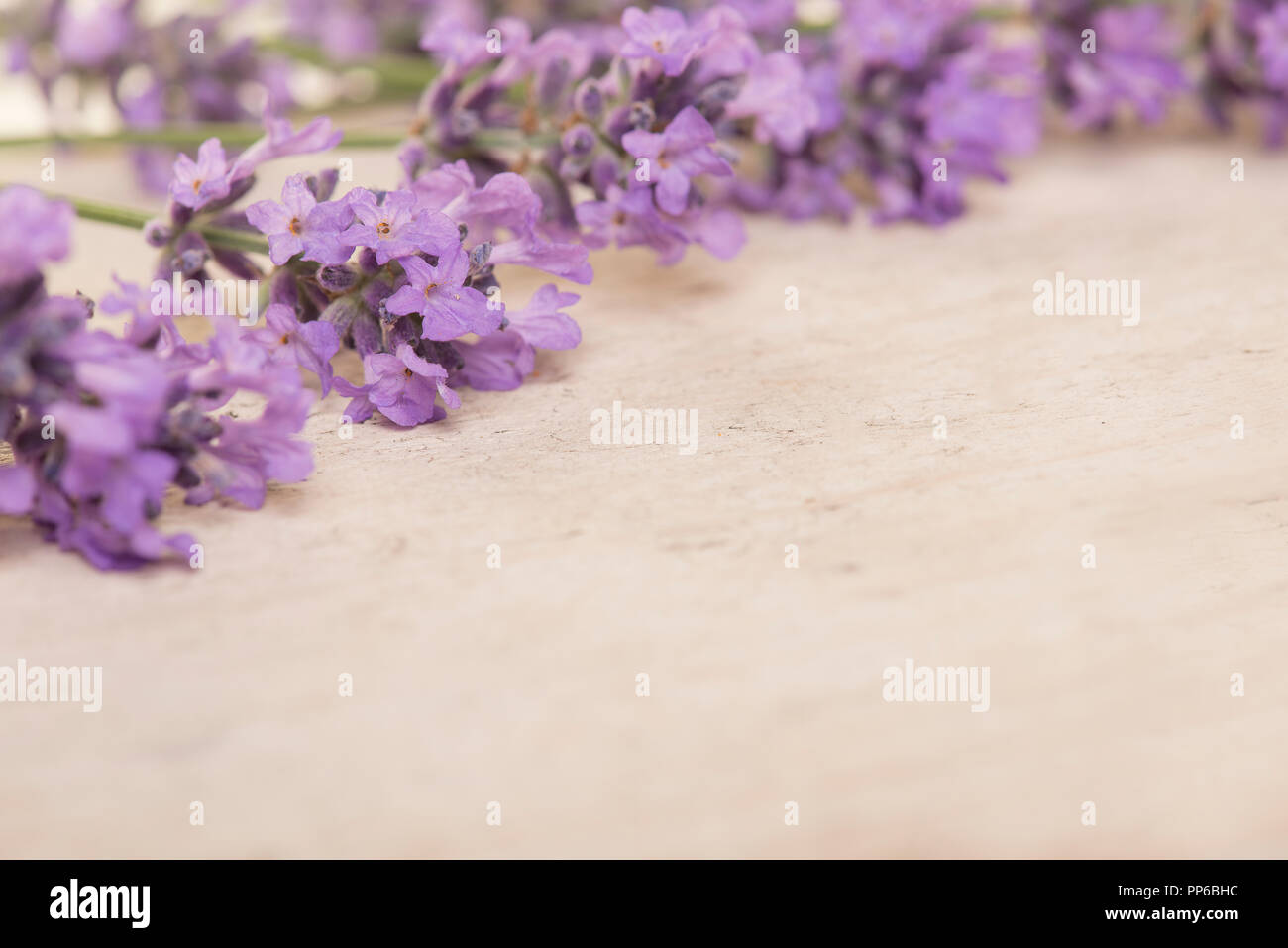 Real lavender flowers on a rough white washed wooden background with ...