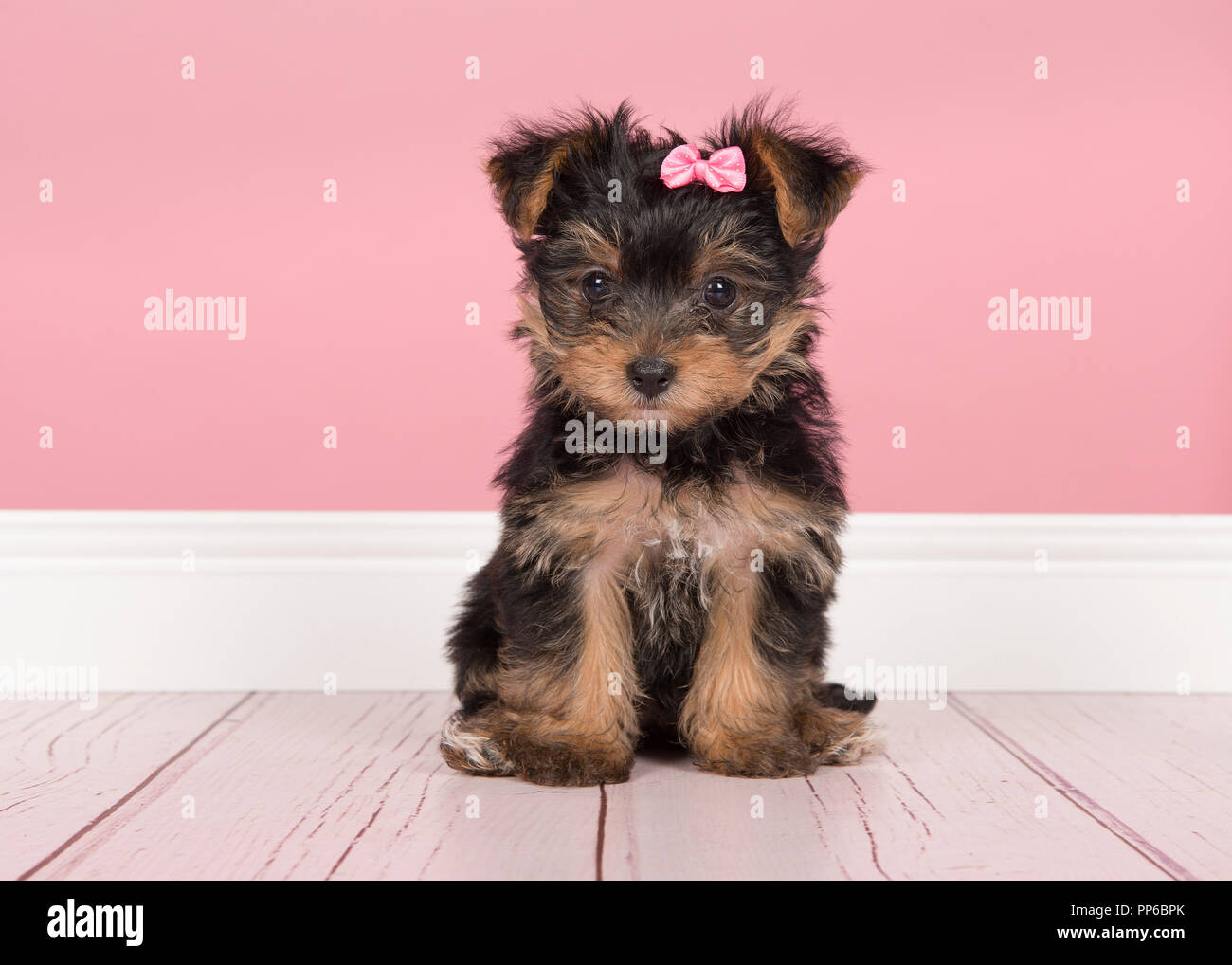 Cute sitting yorkshire terrier, yorkie puppy wearing a pink bow looking ...