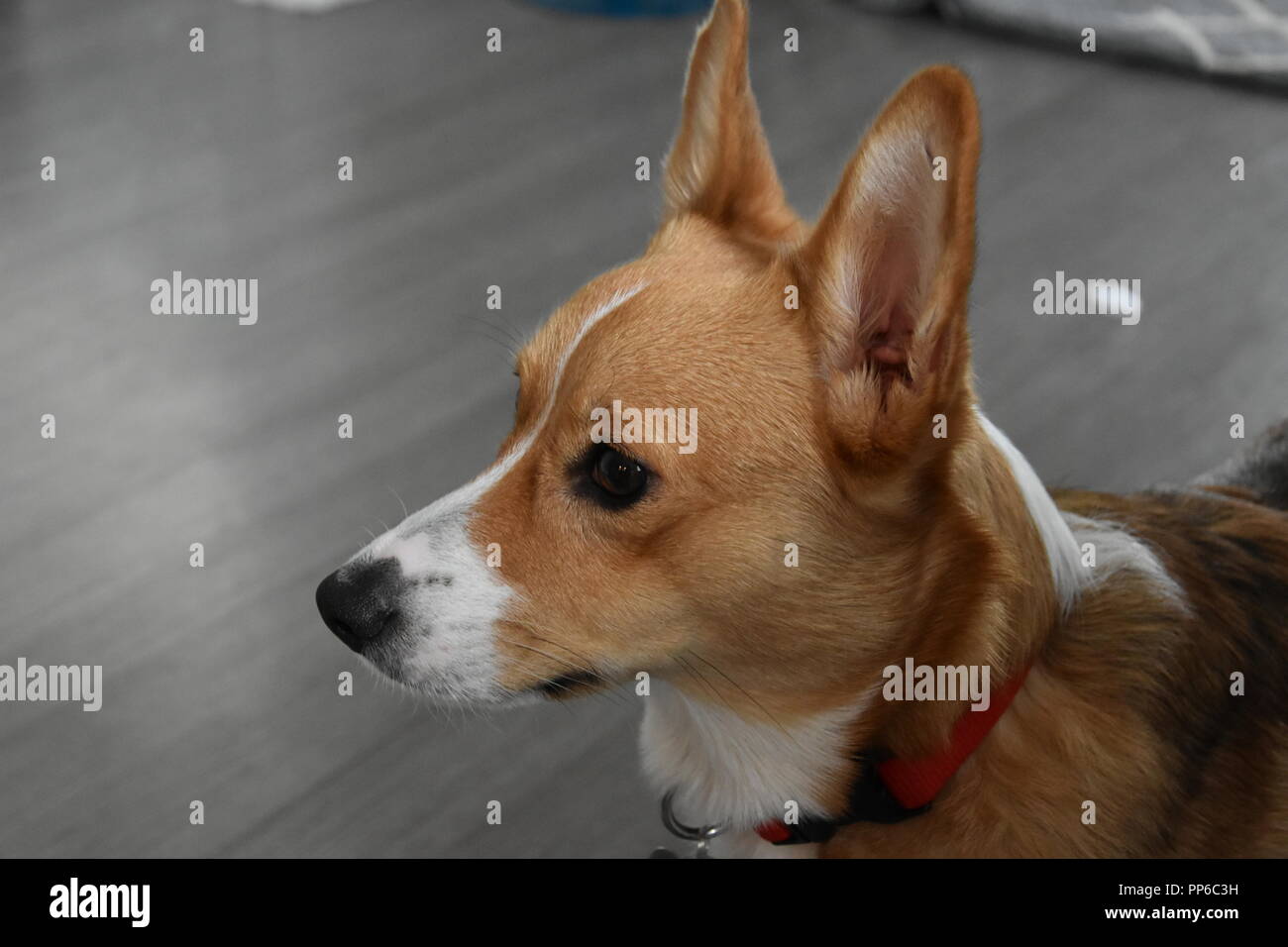 A red sable Pembroke Welsh Corgi Stock Photo - Alamy