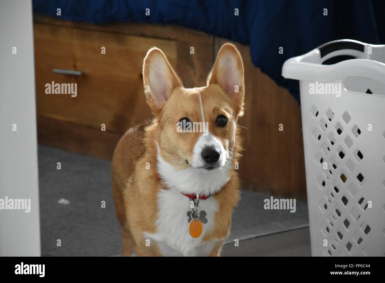 A red sable Pembroke Welsh Corgi Stock Photo - Alamy