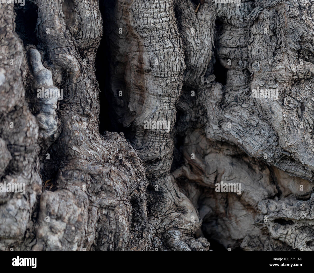 Curved tree trunk hi-res stock photography and images - Alamy