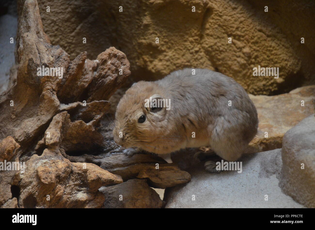 Common gundi (Ctenodactylus gundi Stock Photo - Alamy
