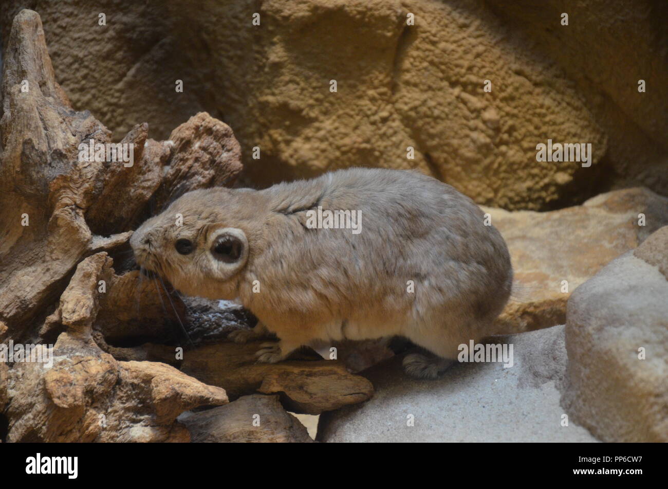 Common gundi (Ctenodactylus gundi Stock Photo - Alamy