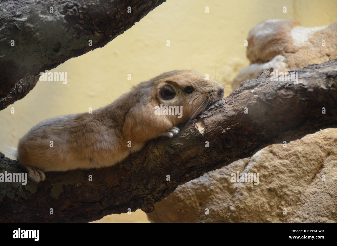 Common gundi (Ctenodactylus gundi Stock Photo - Alamy