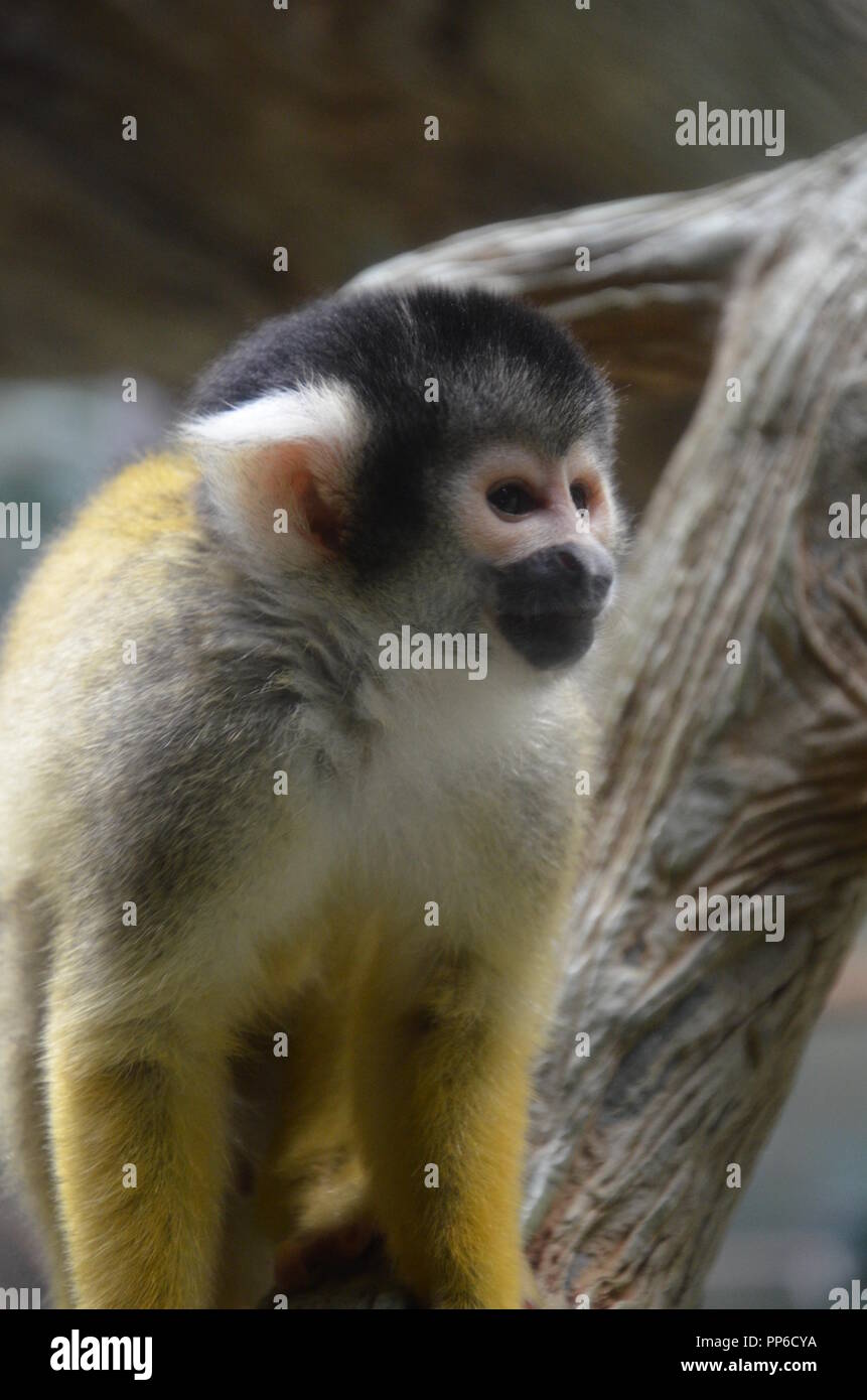 Peeing Squirrel Monkey (Saimiri boliviensis Stock Photo - Alamy