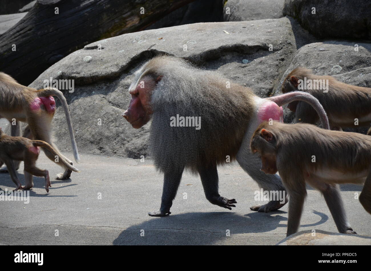 Baboons love tourism hi-res stock photography and images - Alamy