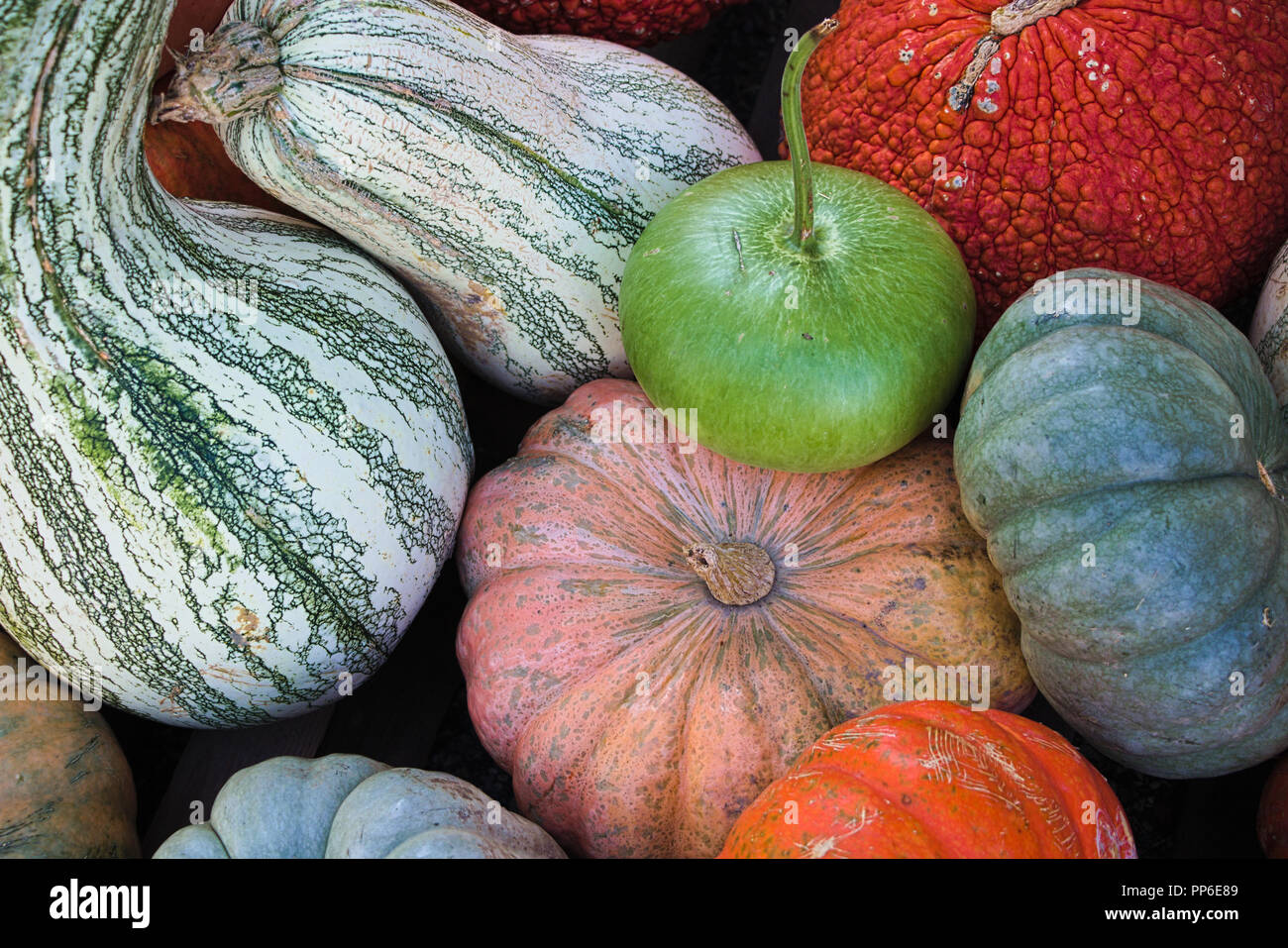 Bushel gourds hi-res stock photography and images - Alamy