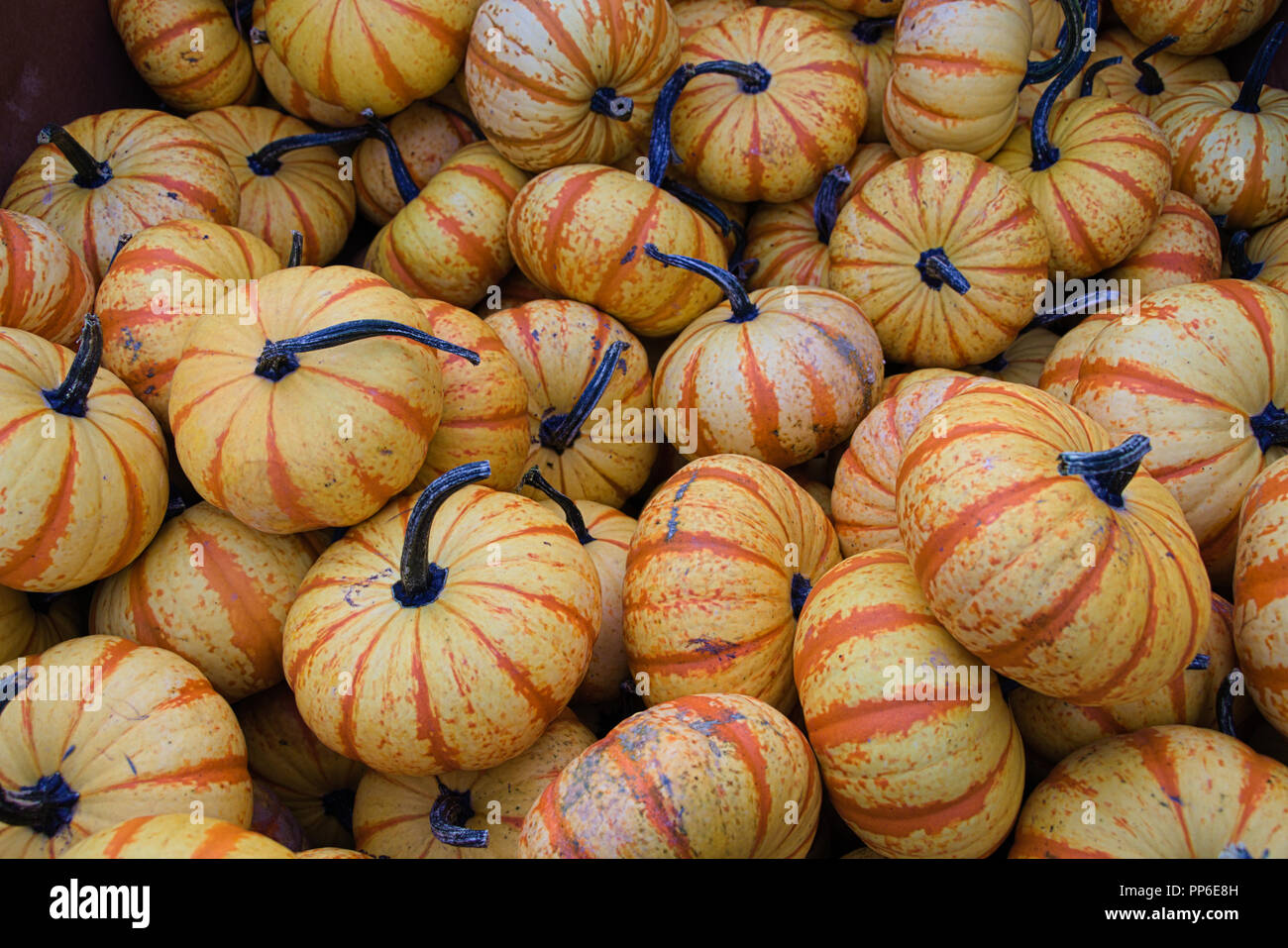 Assortment farm autumn fruits hi-res stock photography and images - Alamy