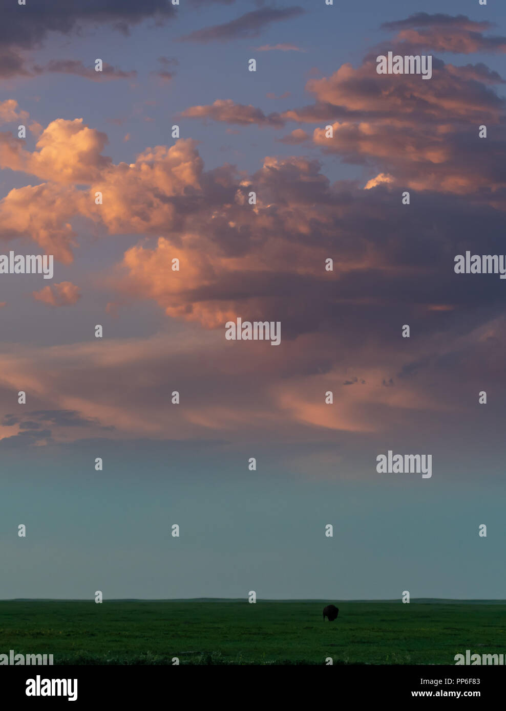 Pink Clouds Over Dim Grass Field with Single Grazing Bison Stock Photo ...