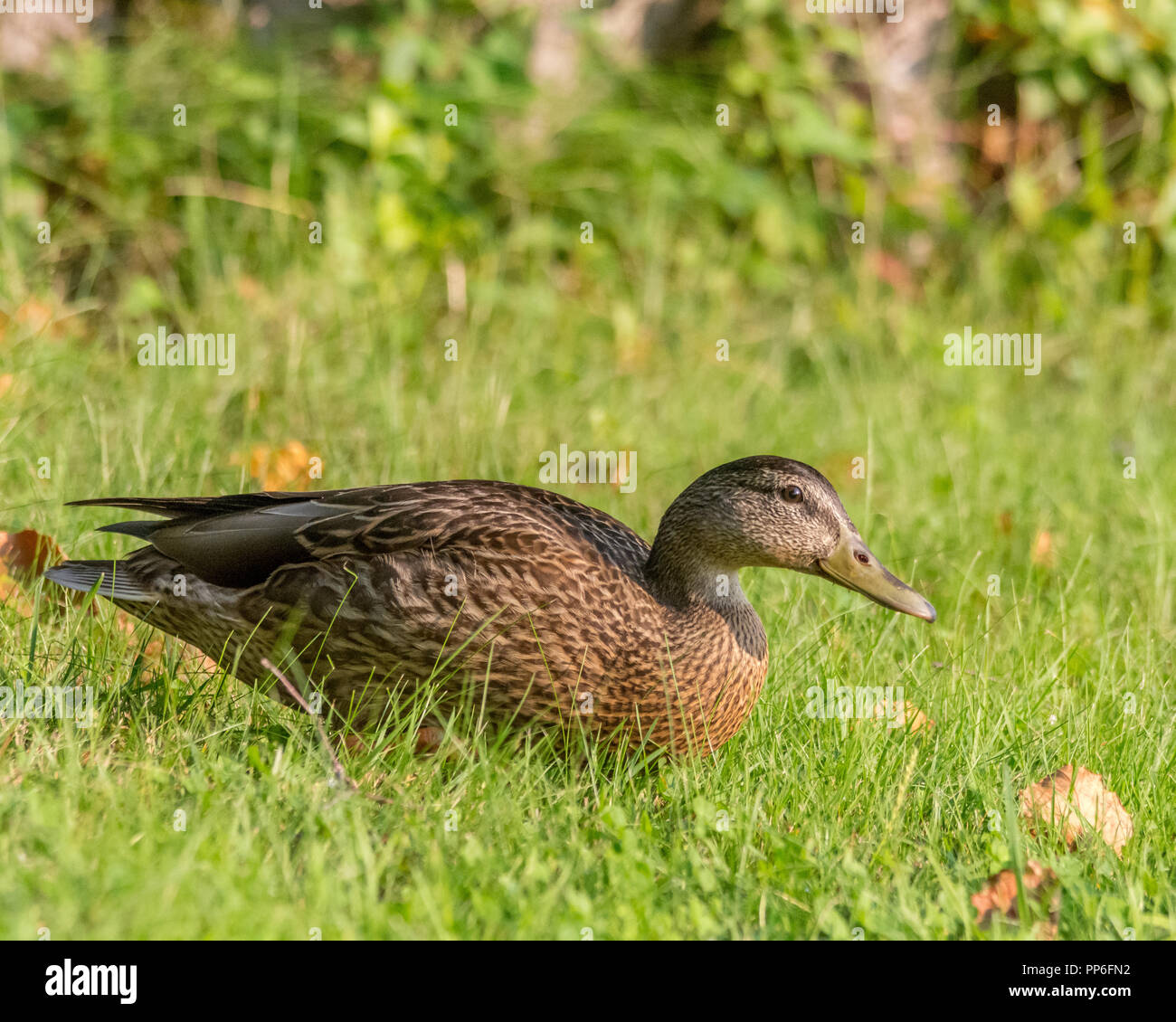 Afternoon Bright Light on a Mallard Duck with Beautiful Fall Bokeh ...