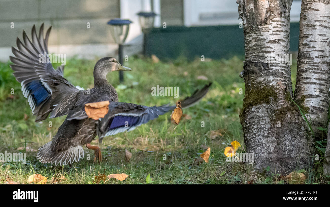 Fall Take-Off, Mallard Duck, Lamarche, Quebec, Canada Stock Photo - Alamy