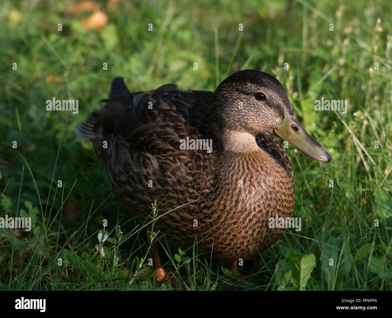 Juvenile Mallard Duck Glowing Under Beautiful Light in Lamarche, Lac St ...