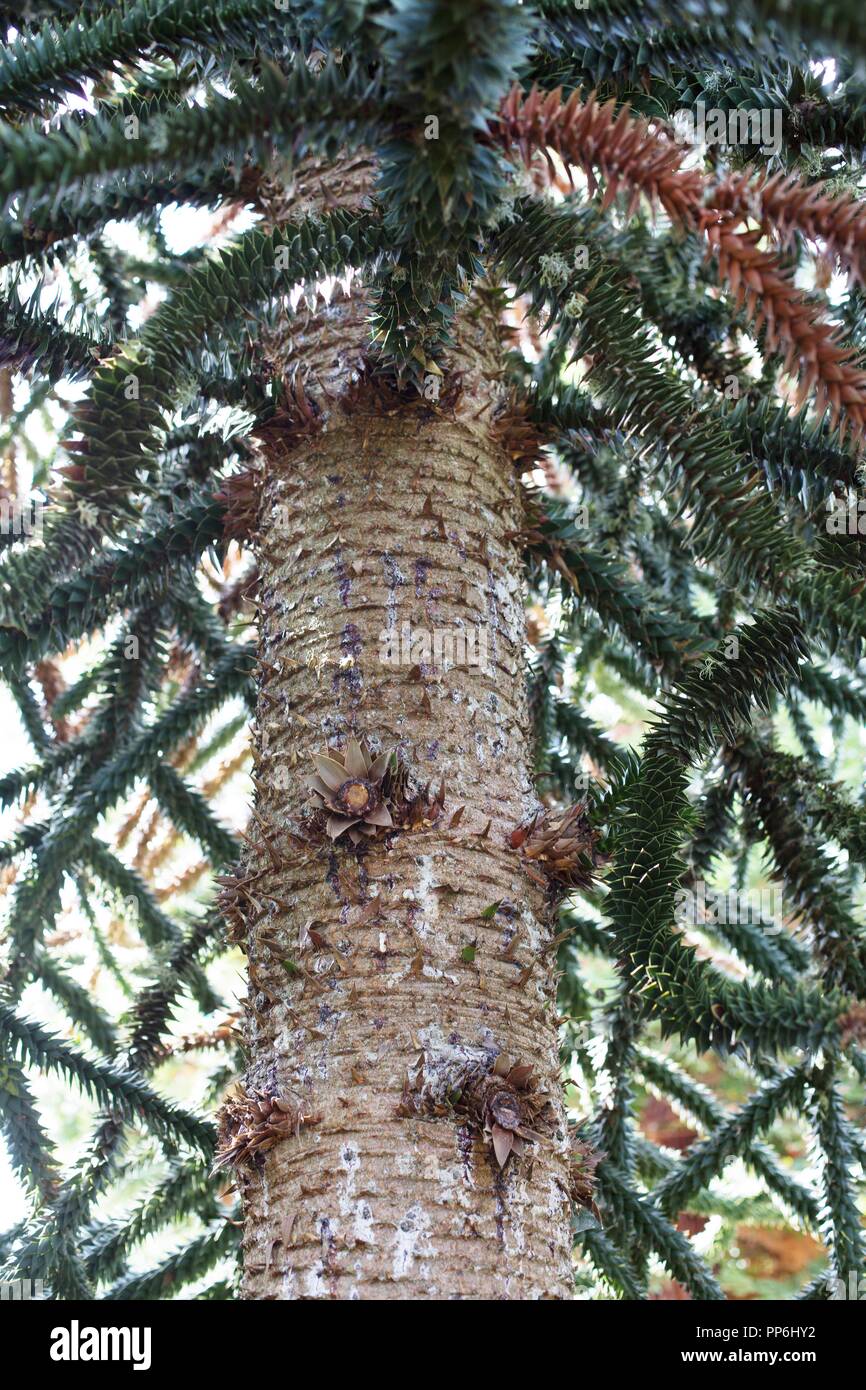 Monkey puzzle close up hi-res stock photography and images - Alamy