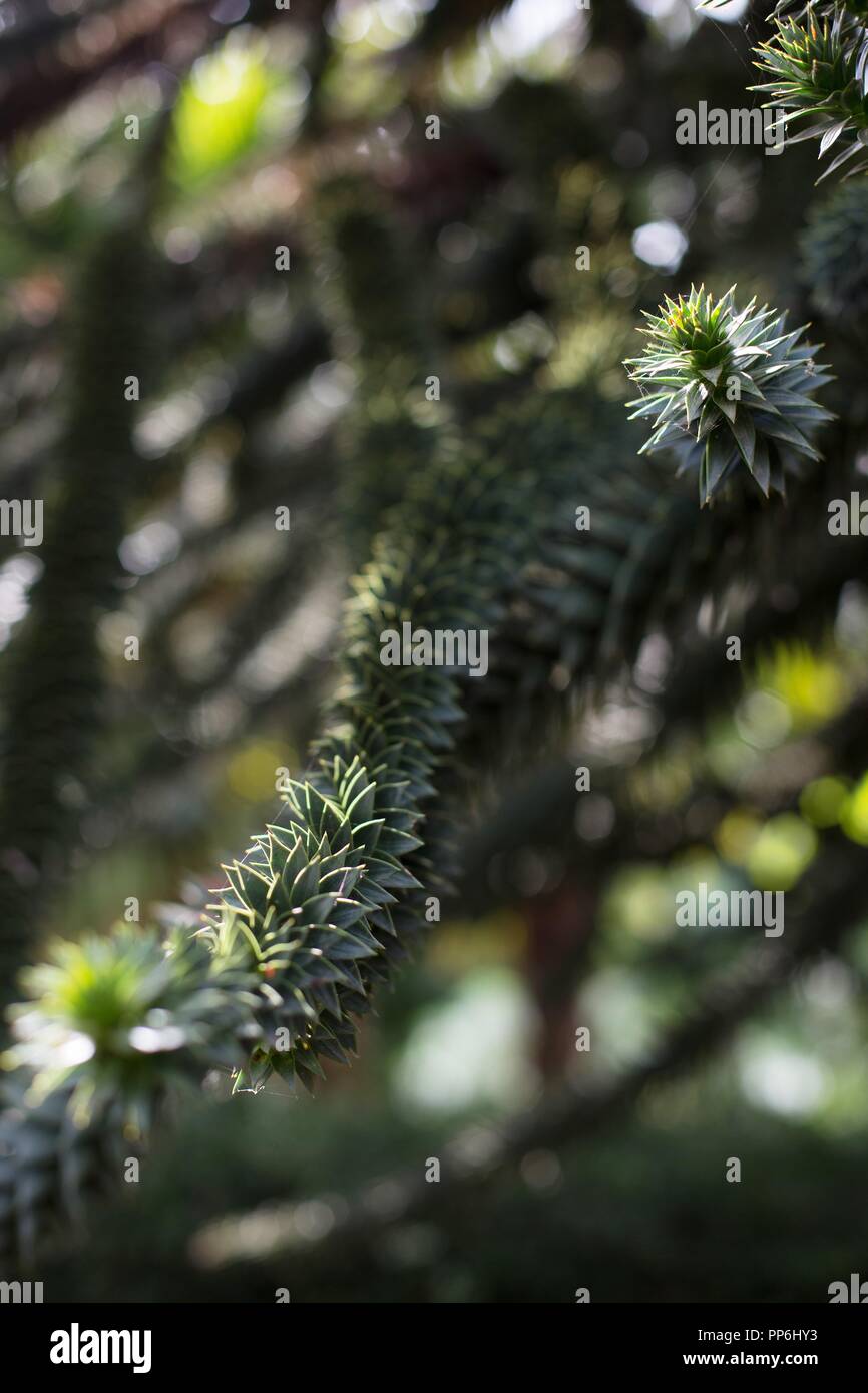 Monkey puzzle close up hi-res stock photography and images - Alamy