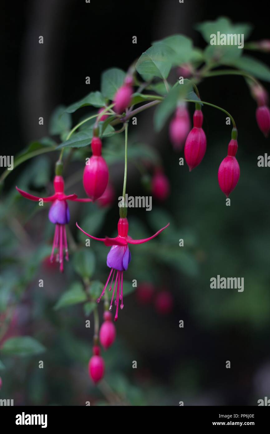Fuschia High Resolution Stock Photography and Images - Alamy