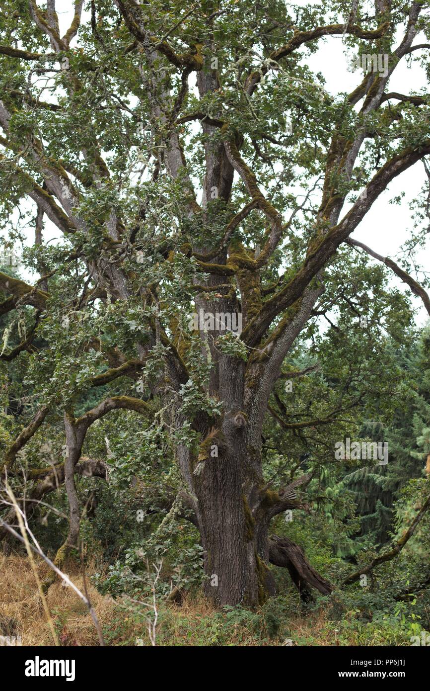 Oregon white oak tree hi-res stock photography and images - Alamy