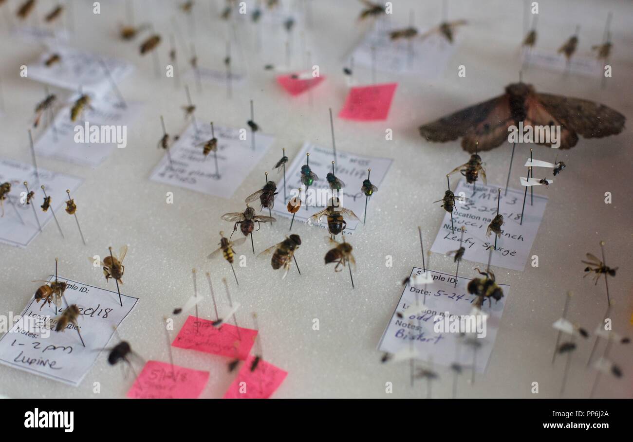 Pinned insects hi-res stock photography and images - Alamy