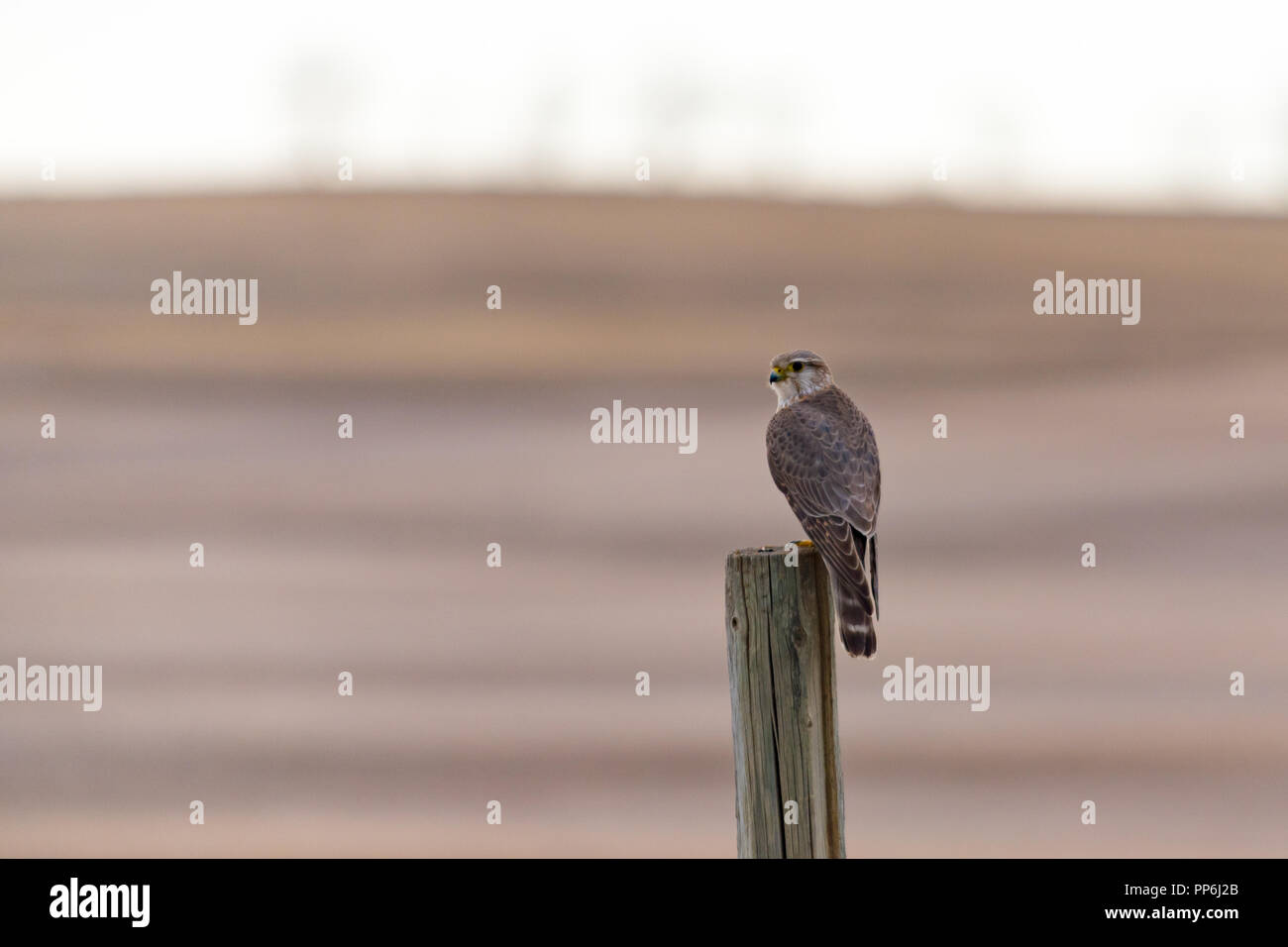 Prairie Falcon sitting on a fence post in summer Stock Photo - Alamy