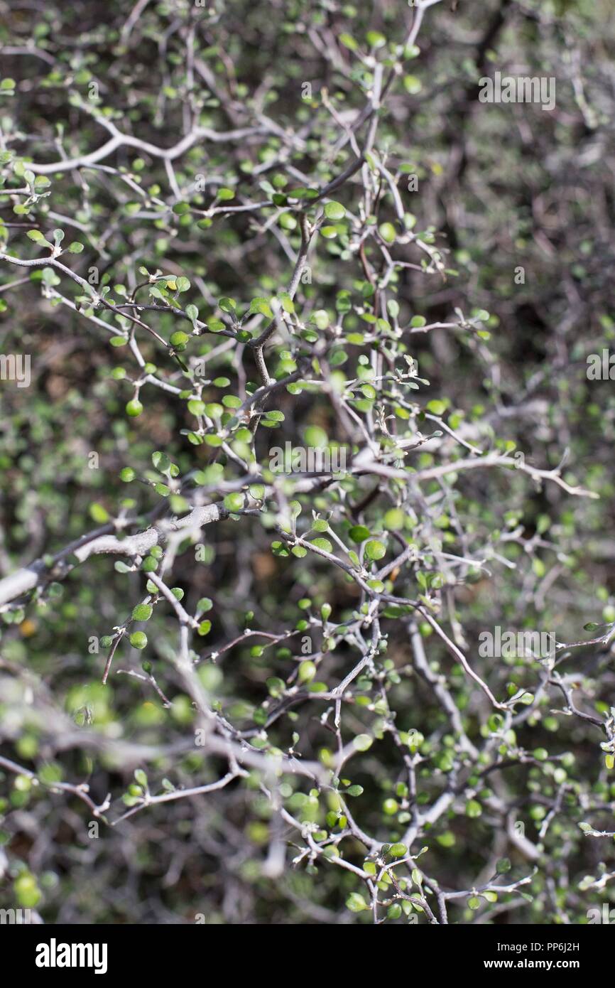 Corokia cotoneaster hi-res stock photography and images - Alamy