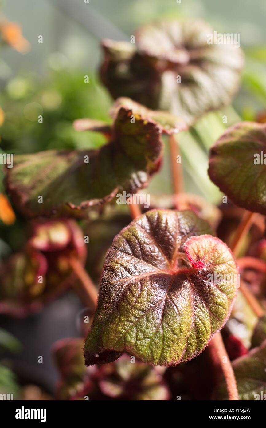 Rex Begonia Begonia Rex High Resolution Stock Photography and Images ...
