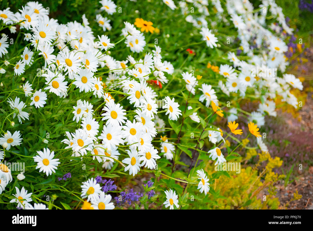 Daisy flowers growing in a front yard garden Stock Photo - Alamy