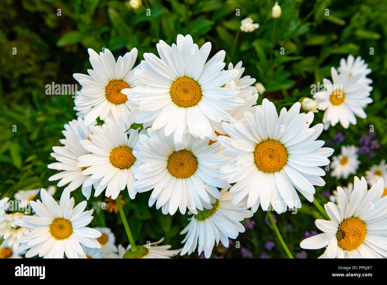 Daisy flowers growing in a front yard garden Stock Photo - Alamy