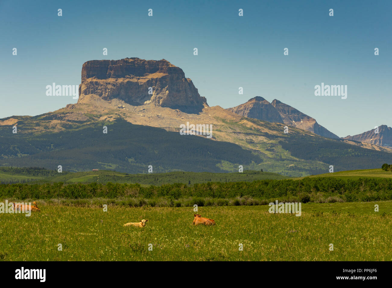 Beef Cattle grazing in pasture land in the foothills of the Rocky ...