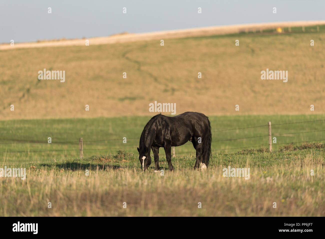 Canada equestrian hi-res stock photography and images - Alamy