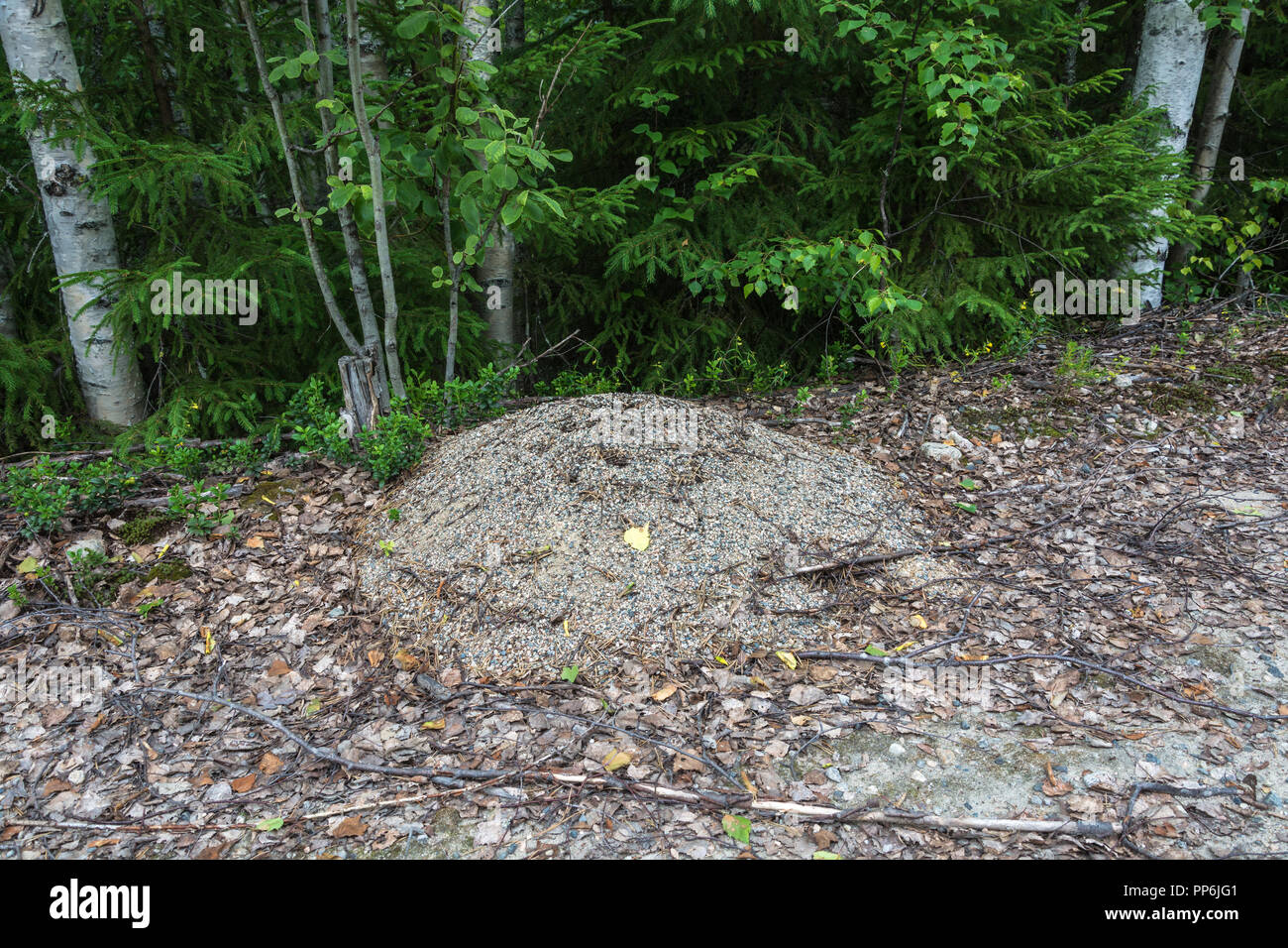 Small anthill hi-res stock photography and images - Alamy