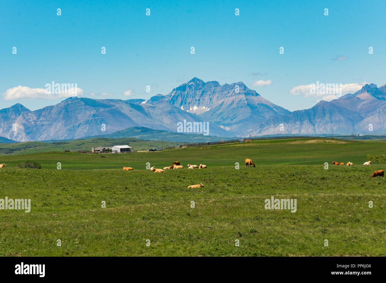 Cattle ranch in foothills of rocky mountains hi-res stock photography ...