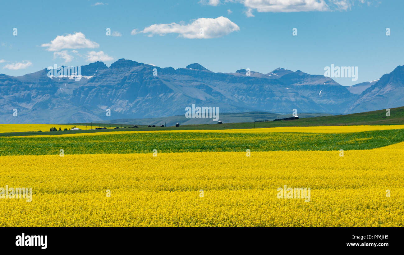 Golden fields and mountain scene hi-res stock photography and images ...