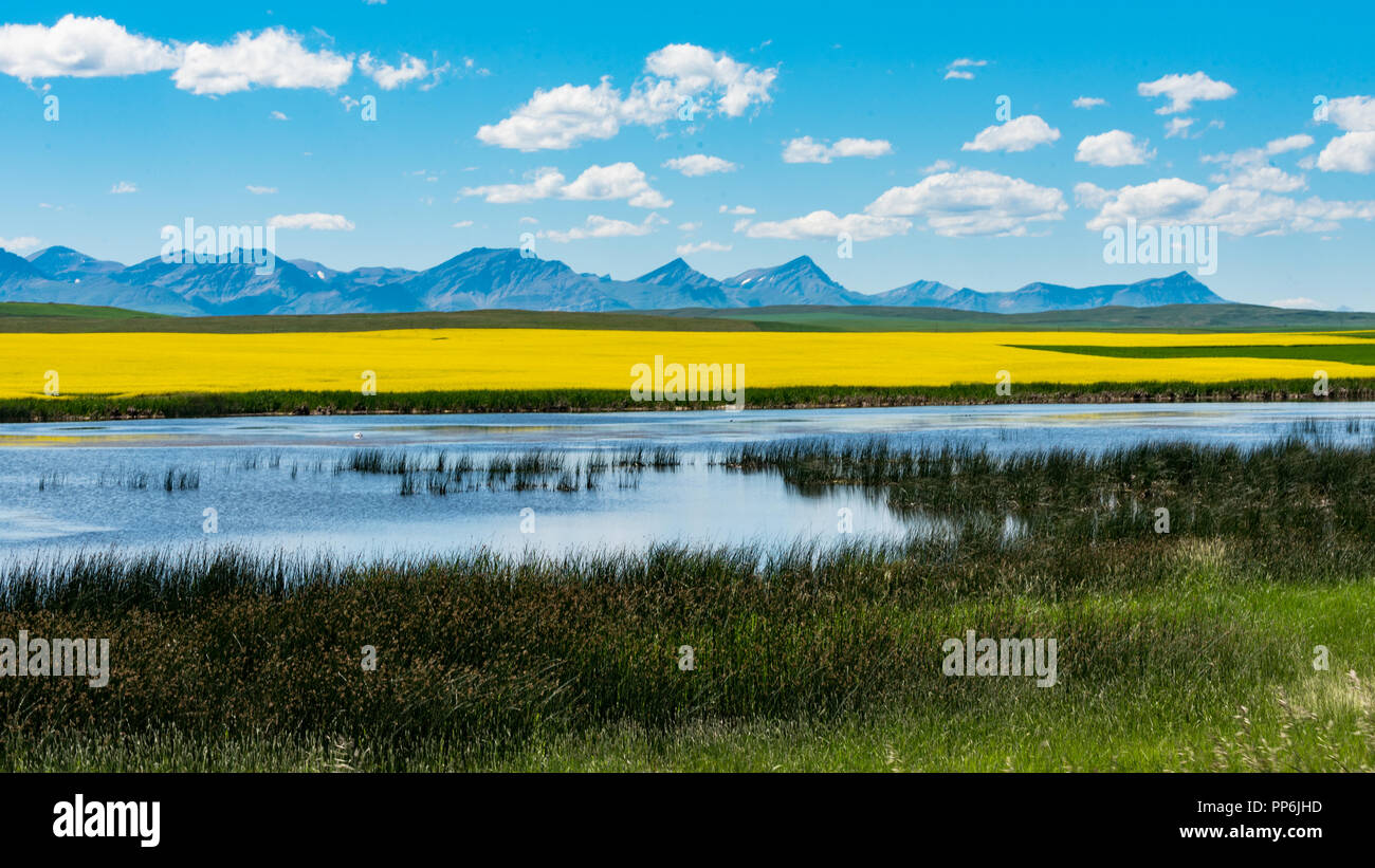 Beautiful scenery of farmland in the foothills of Alberta Canada, with ...