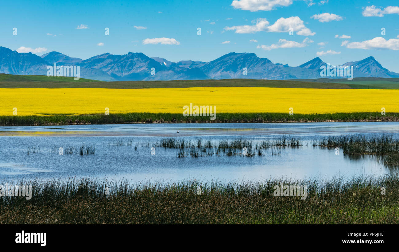 Beautiful scenery of farmland in the foothills of Alberta Canada, with ...