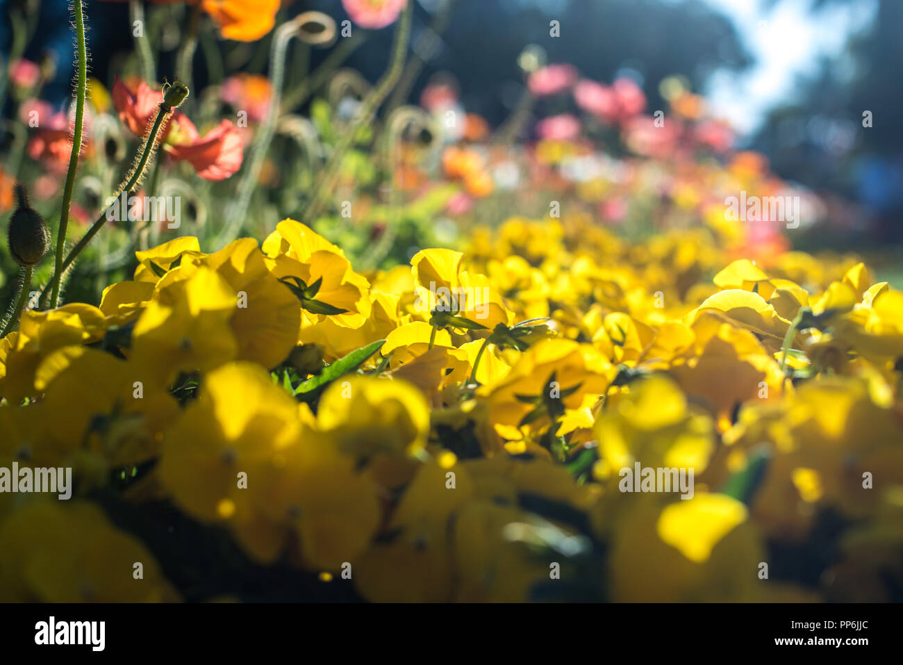 Beautiful flowers in sunshine Stock Photo - Alamy
