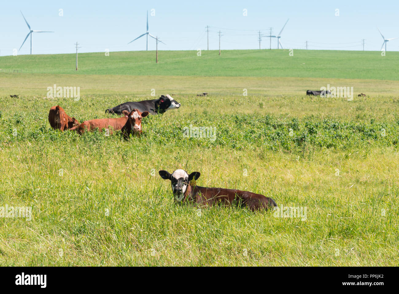 Cattle ranch in foothills of rocky mountains hi-res stock photography ...