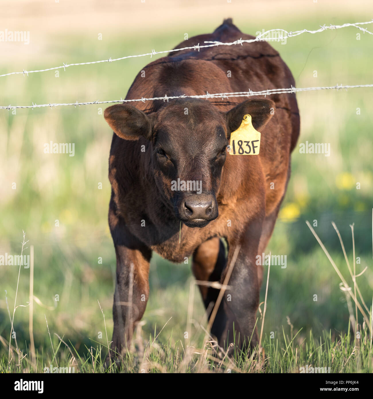 Barbed wire fence cattle farm hi-res stock photography and images - Alamy