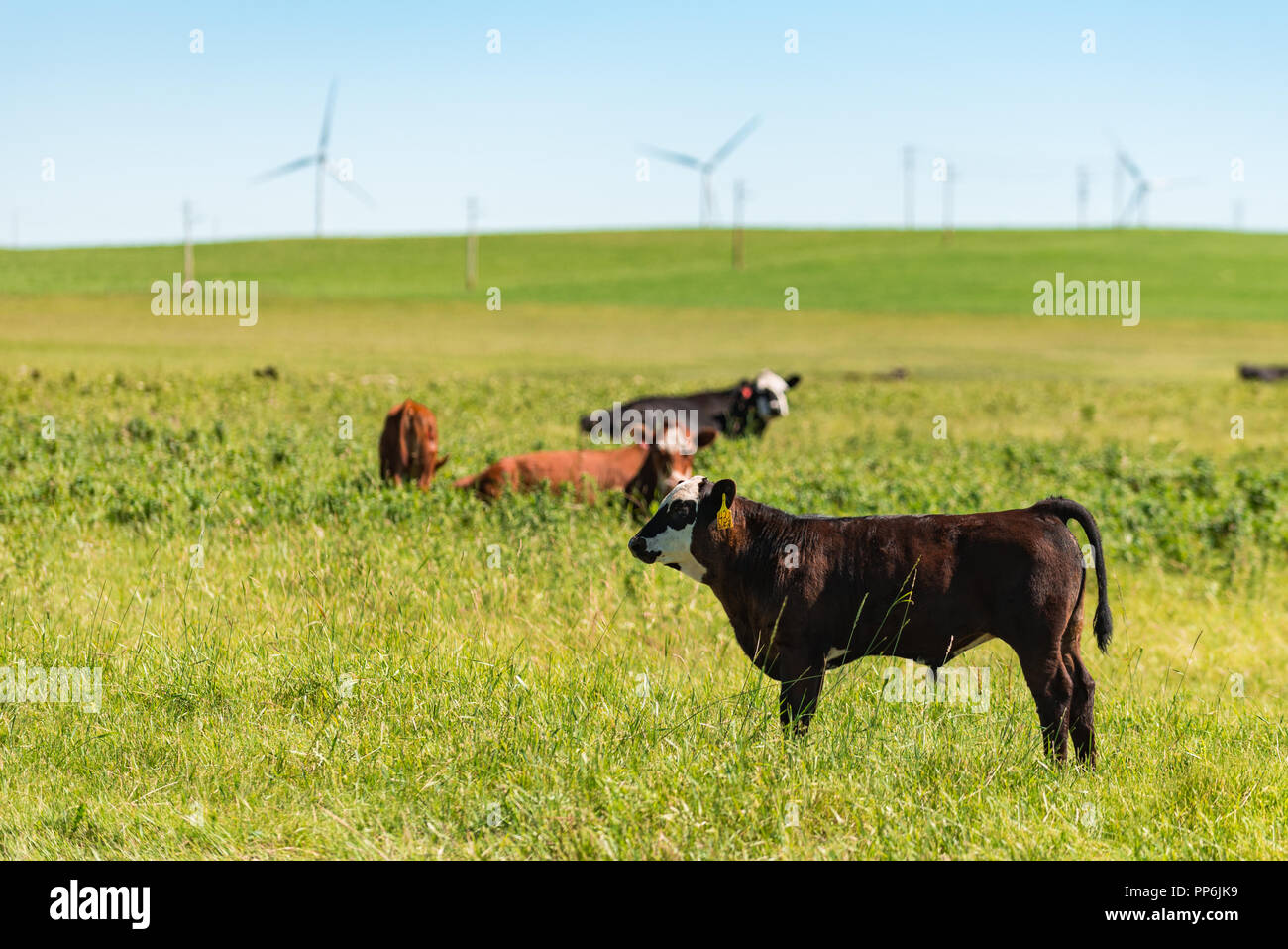 Windmill cattle country hi-res stock photography and images - Alamy