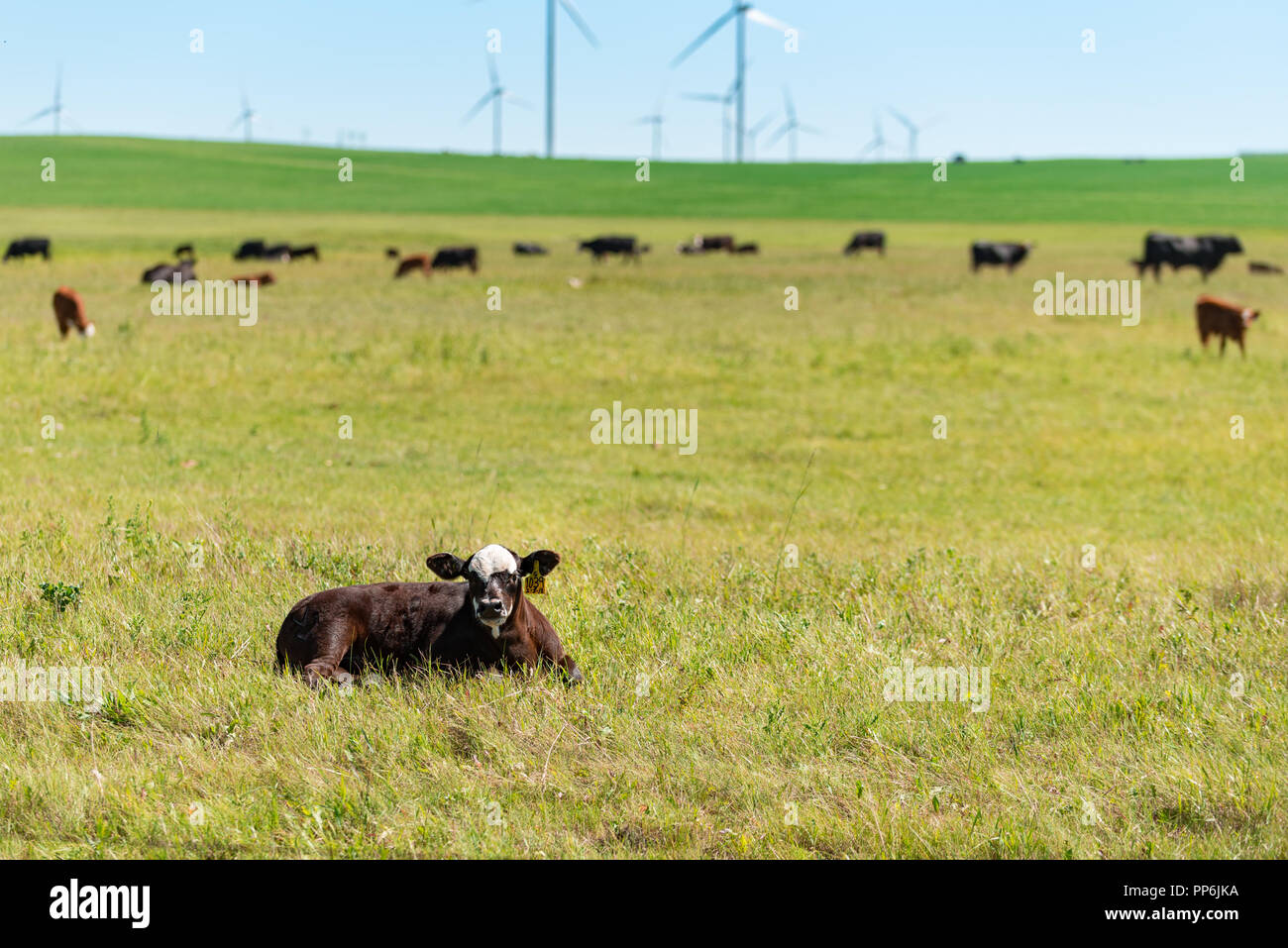 Windmill cattle country hi-res stock photography and images - Alamy
