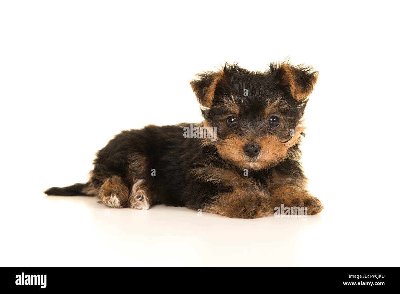 Cute yorkshire terrier, yorkie puppy lying down seen from the side ...