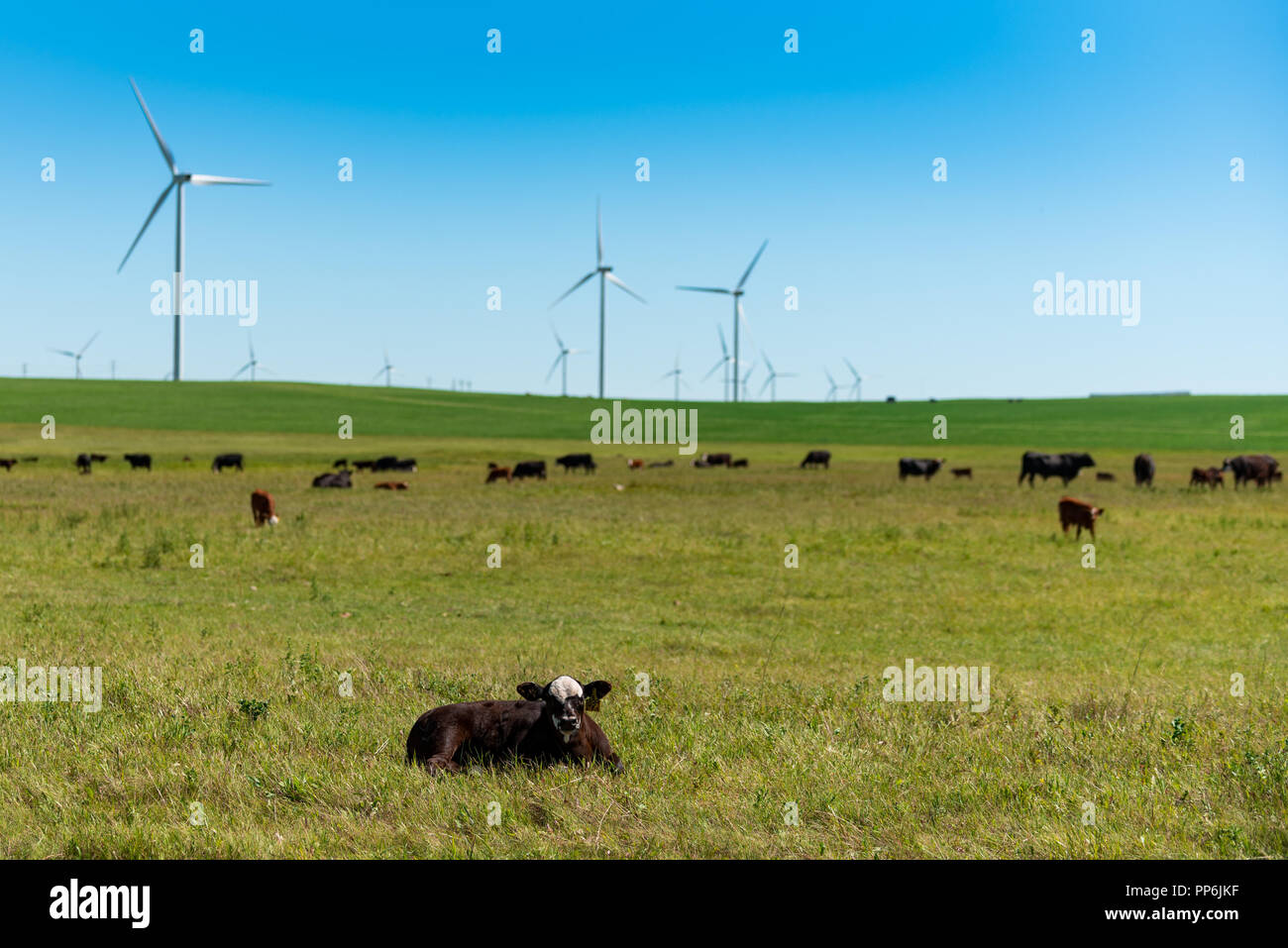 Cattle ranch in foothills of rocky mountains hi-res stock photography ...