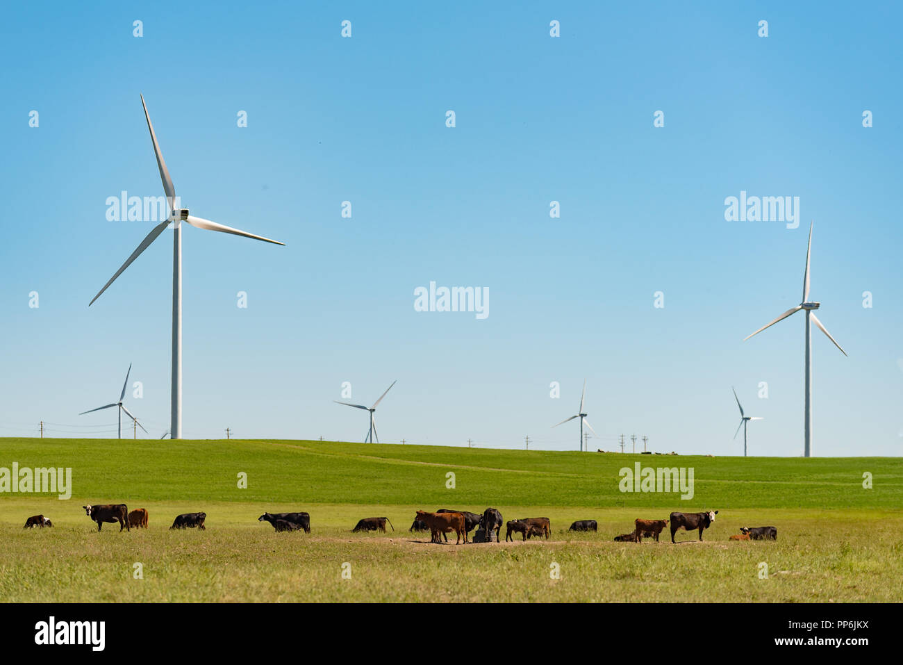 Beef Cattle grazing in a pasture under the shadow of a windmill farm in ...