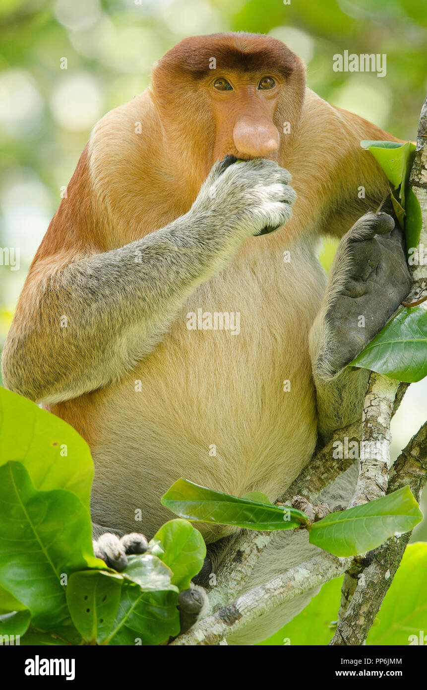 Proboscis monkey in a tree hi-res stock photography and images - Alamy