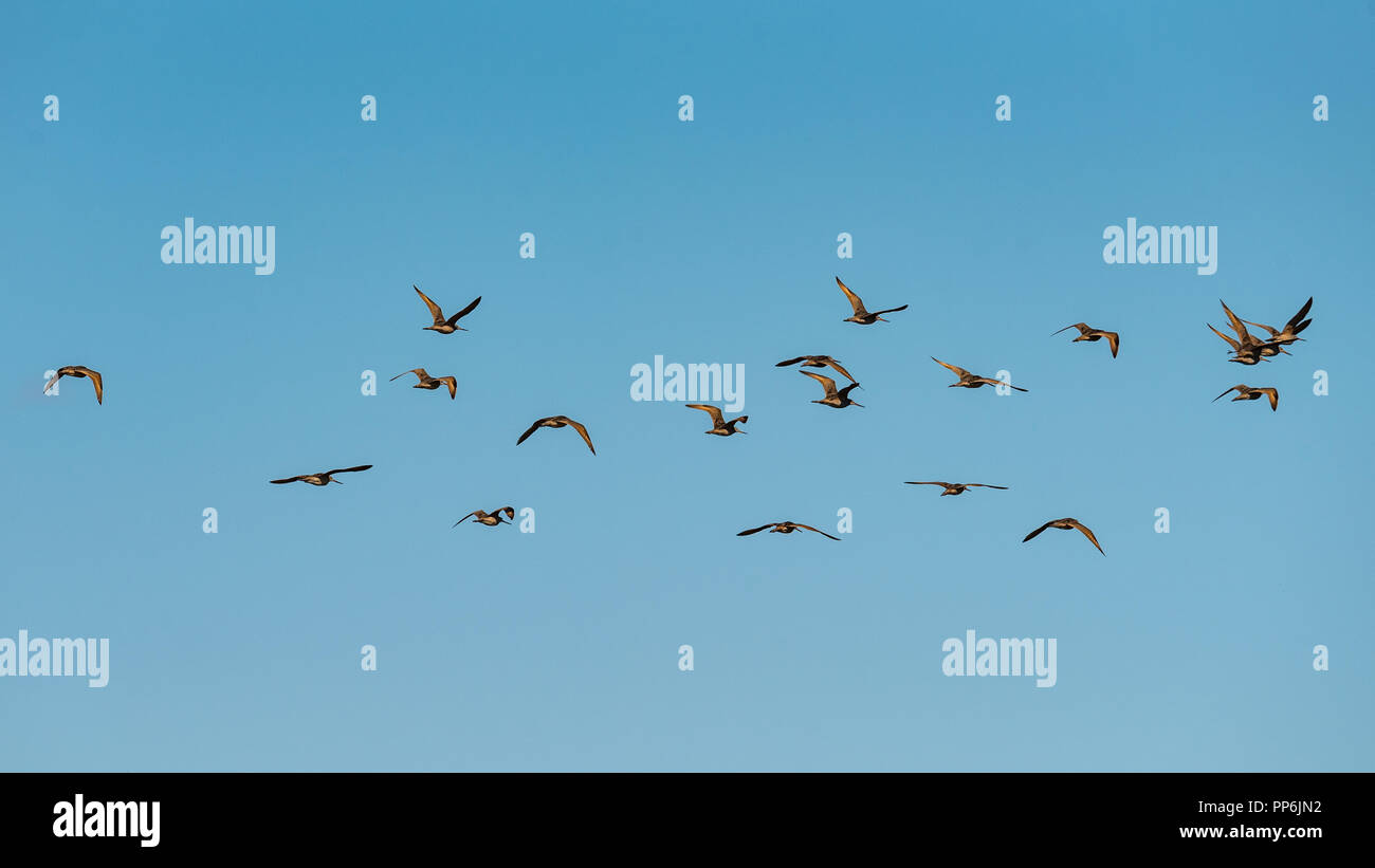 Flock of Marbled Godwits in flight through blue skies Stock Photo - Alamy