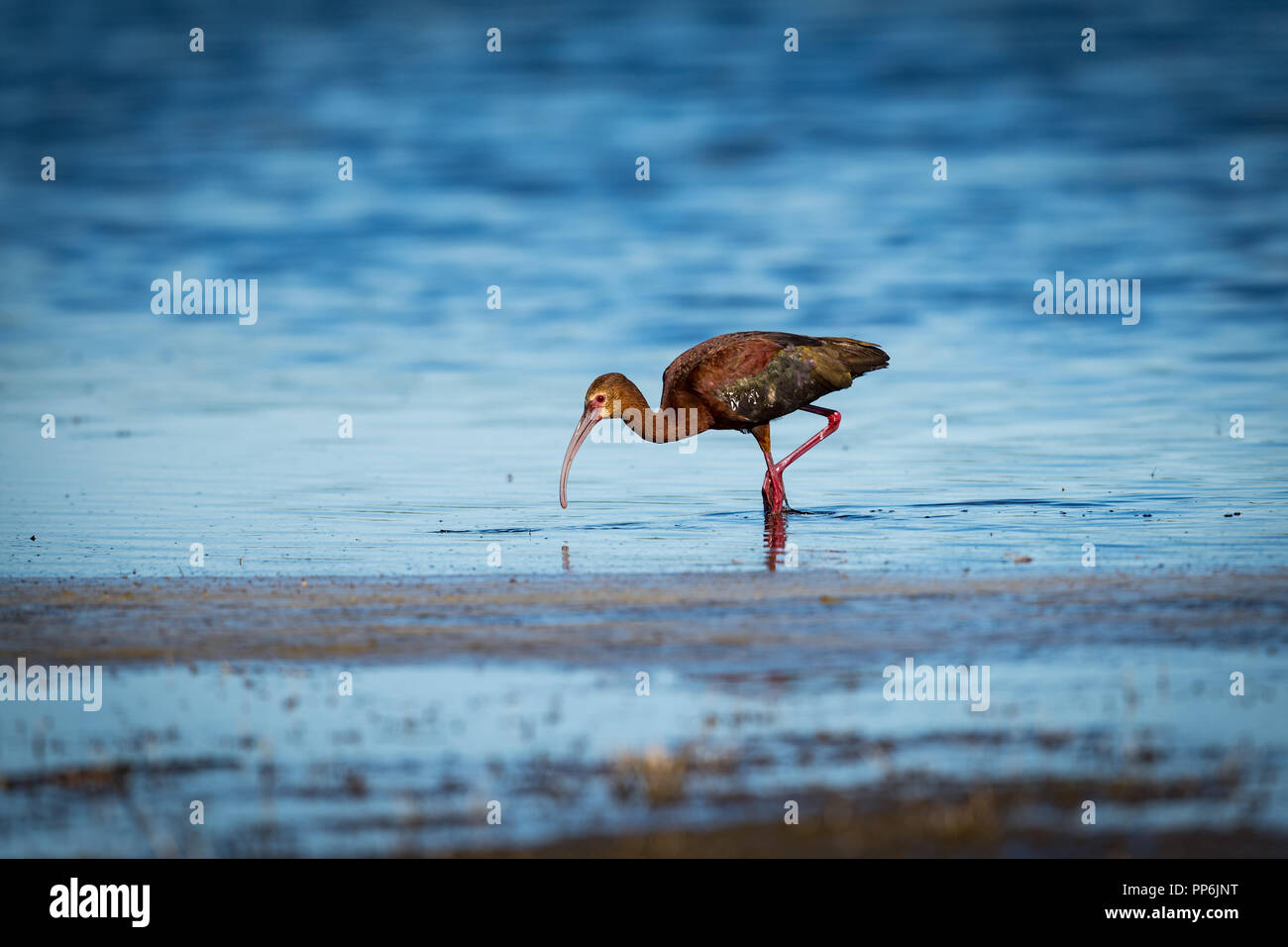 White-faced Ibis Feeding and wading in a prairie wetland Stock Photo ...
